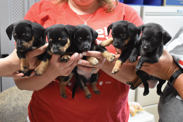 Almost all of 44 rescued dogs find homes | News, Sports, Jobs - Daily Press